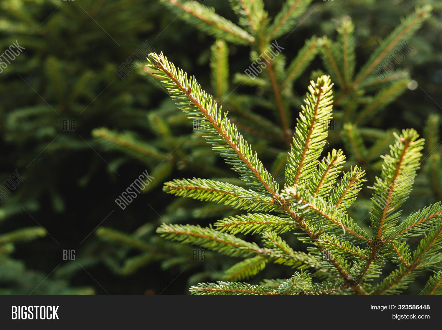 Christmas Fir Tree Image & Photo (Free Trial) | Bigstock