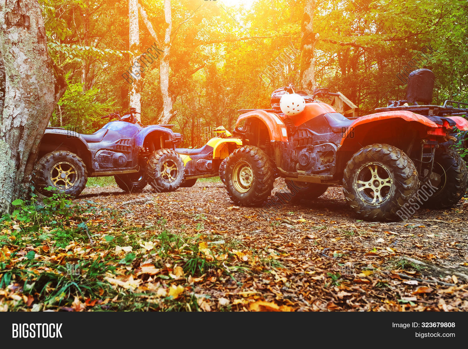 Group Atvs Forest Image & Photo (Free Trial) | Bigstock