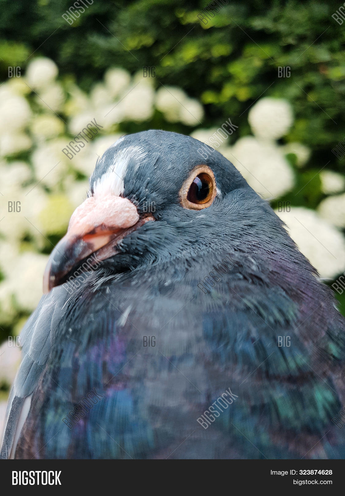 Pigeon Head