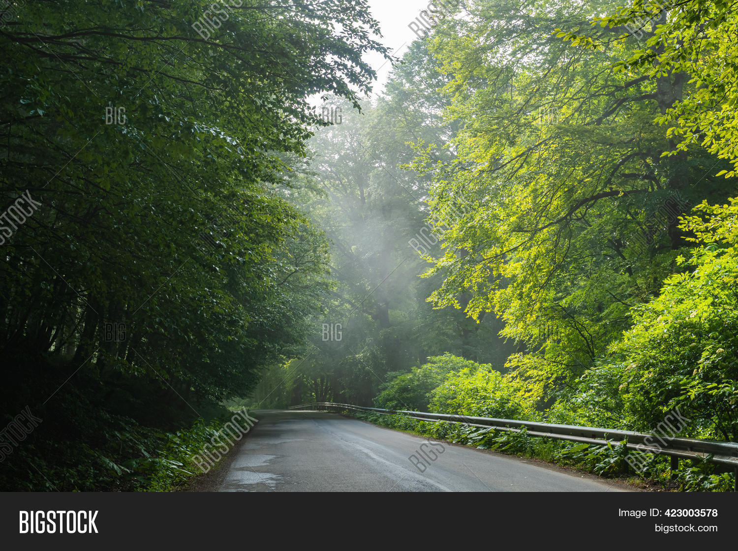 Sabaduri Forest Summer Image & Photo (Free Trial) | Bigstock