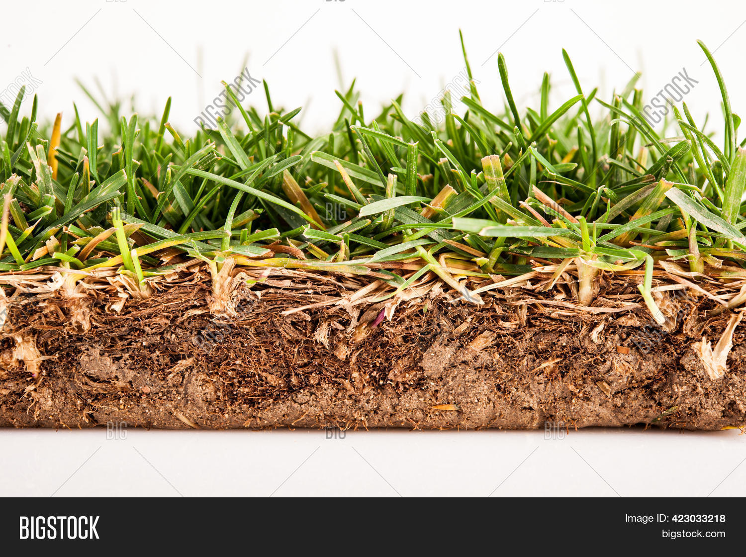 Green Grass Cross Image & Photo (Free Trial) | Bigstock