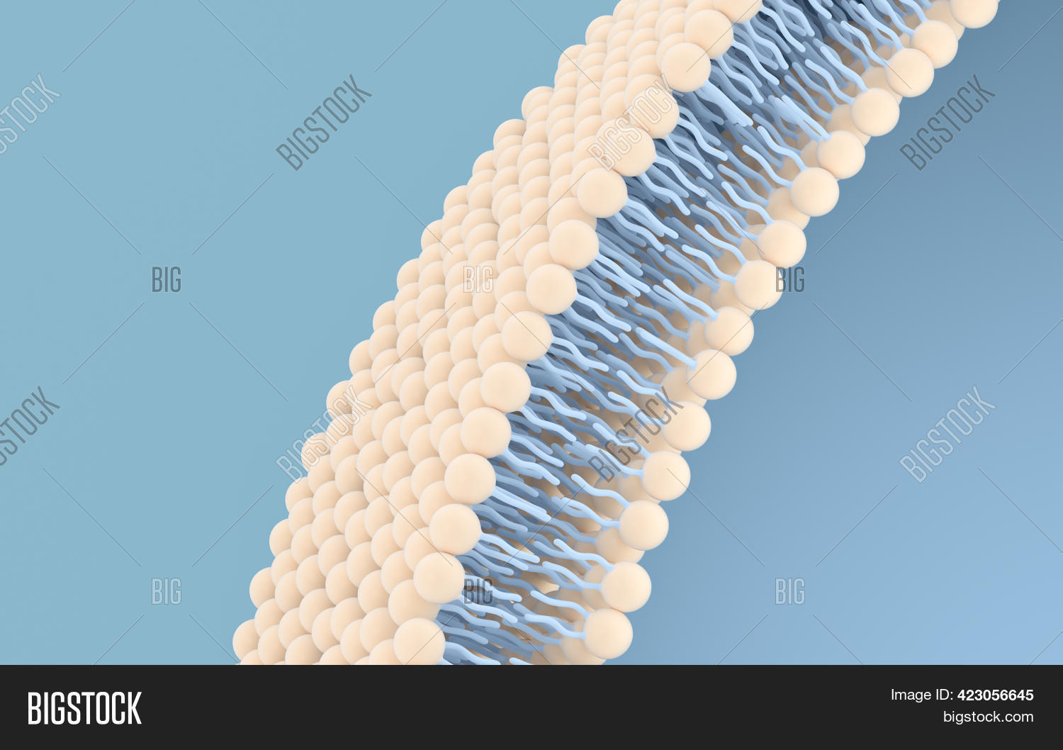 Cell Membrane Blue Image & Photo (Free Trial) | Bigstock