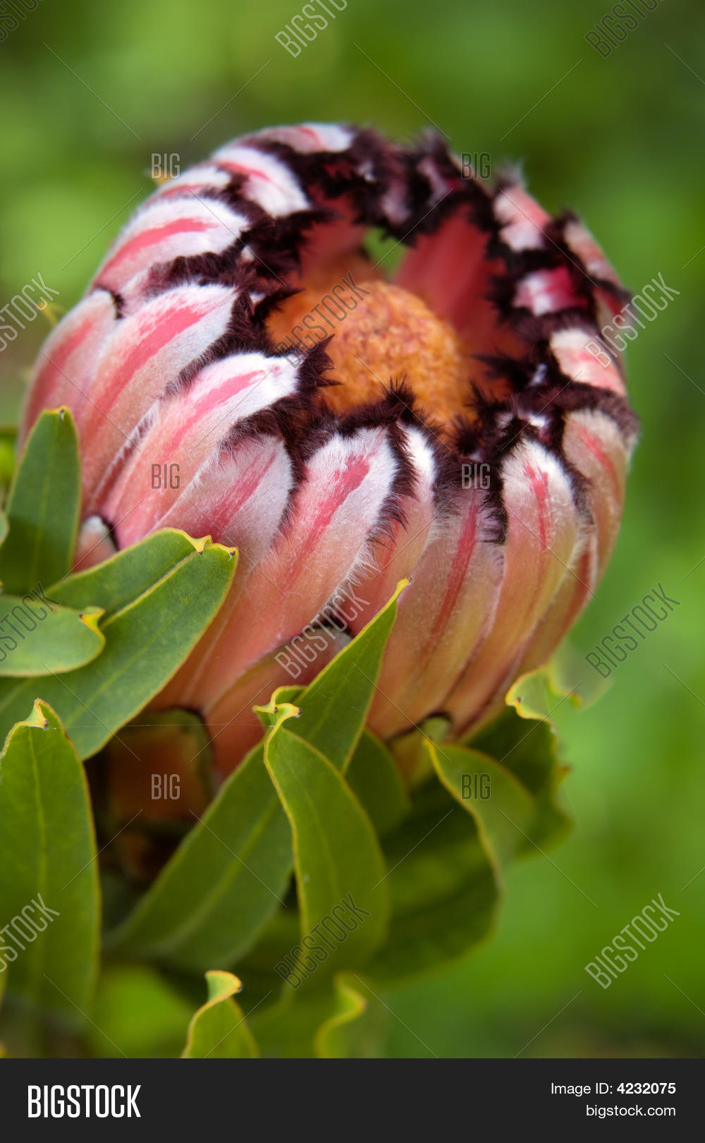 Pink Mink Protea Image & Photo (Free Trial) | Bigstock
