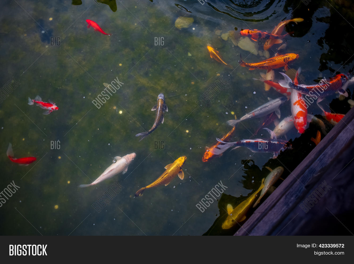 Japanese Koi Fish Pond Image & Photo (Free Trial) | Bigstock