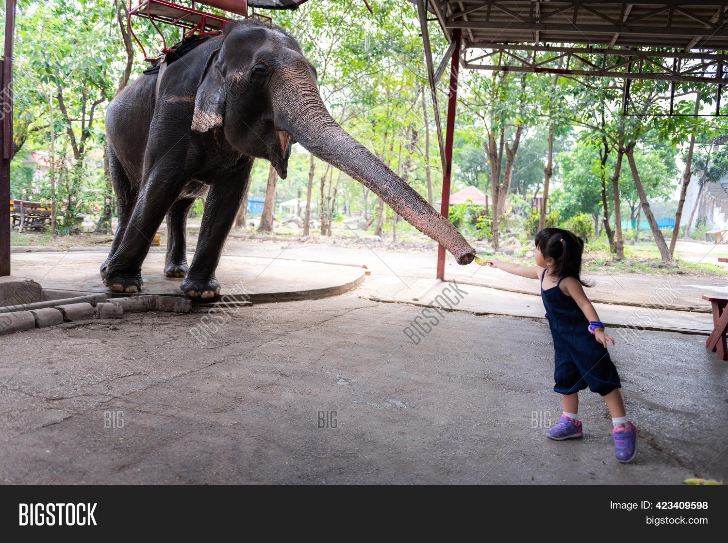 Elephant Stretching Image & Photo (Free Trial) | Bigstock