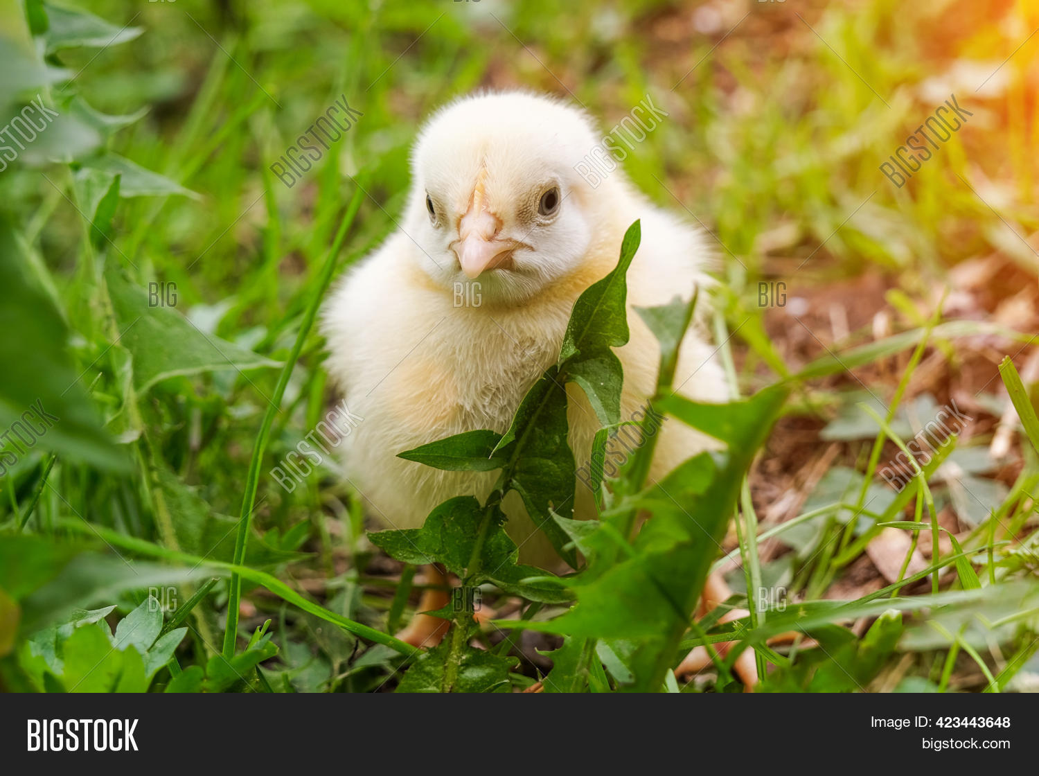 Small Yellow Chicken Image & Photo (Free Trial) | Bigstock