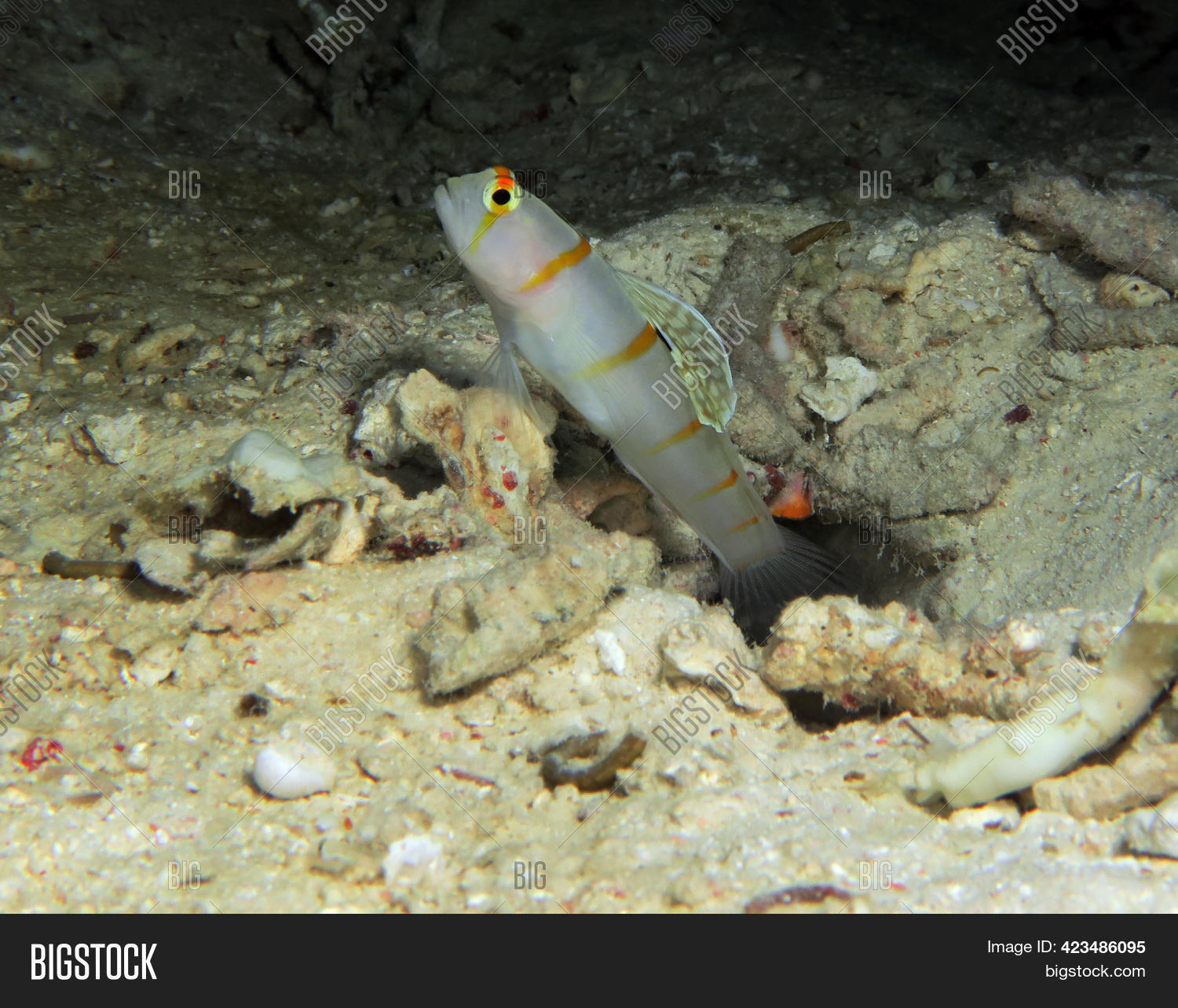 Orange Stripe Prawn Image & Photo (Free Trial) | Bigstock