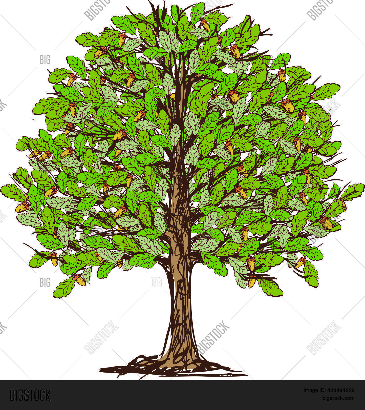 Drawing Oak Tree Vector & Photo (Free Trial) | Bigstock