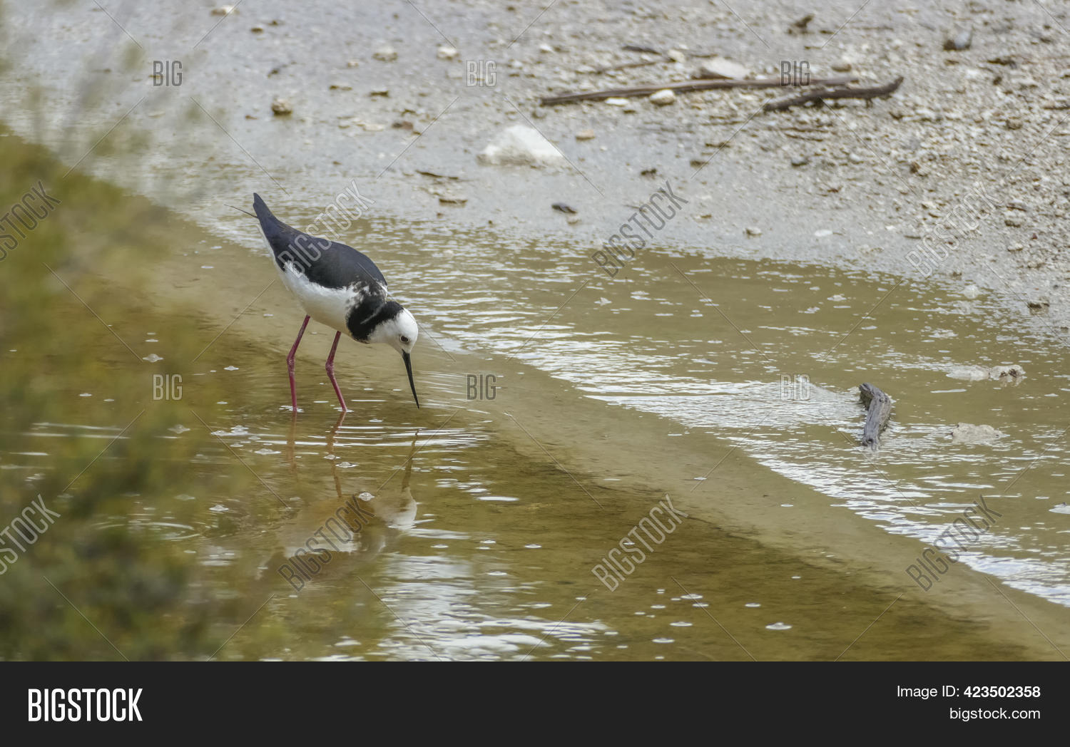 Wading Bird Waiotapu, Image & Photo (Free Trial) | Bigstock