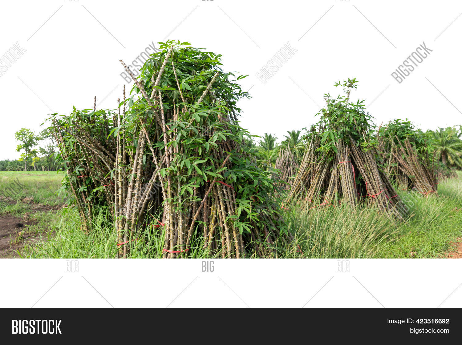 Tapioca Fields. Grow Image & Photo (Free Trial) | Bigstock