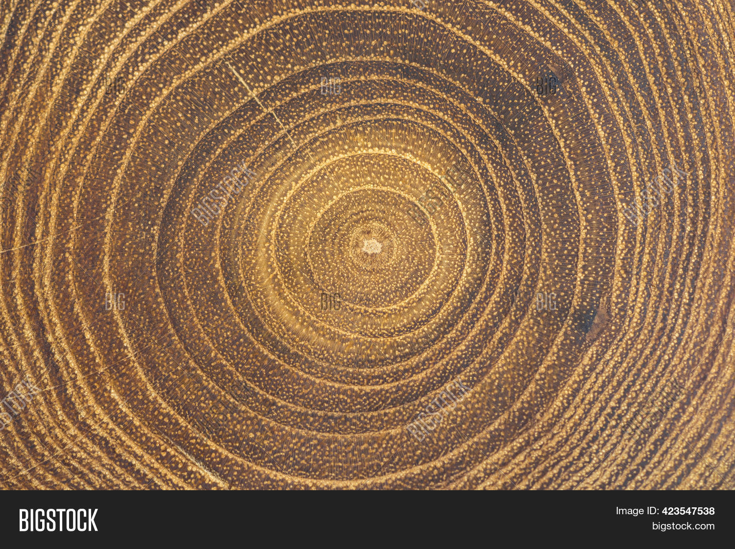 Cross-section Acacia Image & Photo (Free Trial) | Bigstock