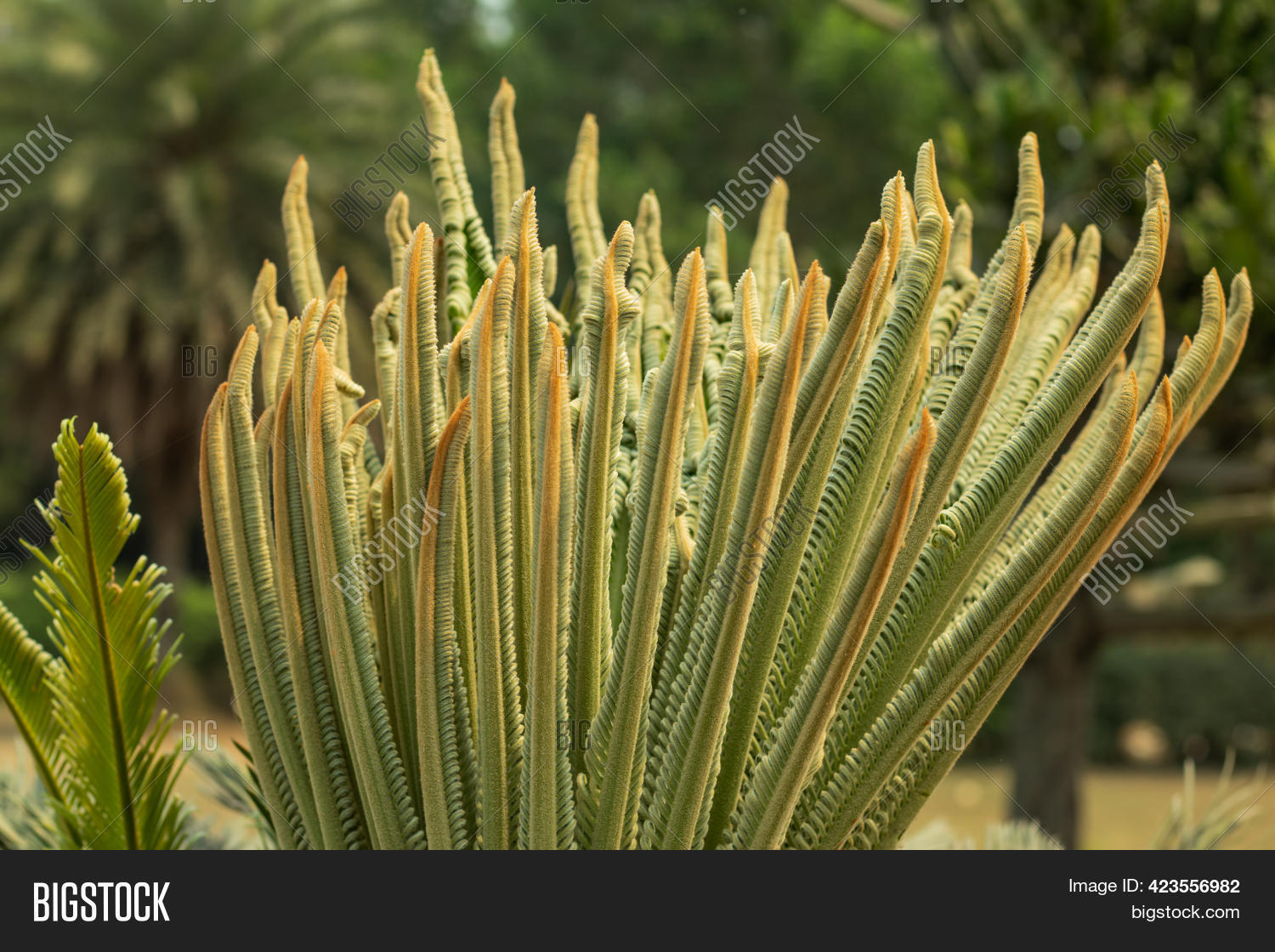 Sago Palm Native Image & Photo (Free Trial) | Bigstock