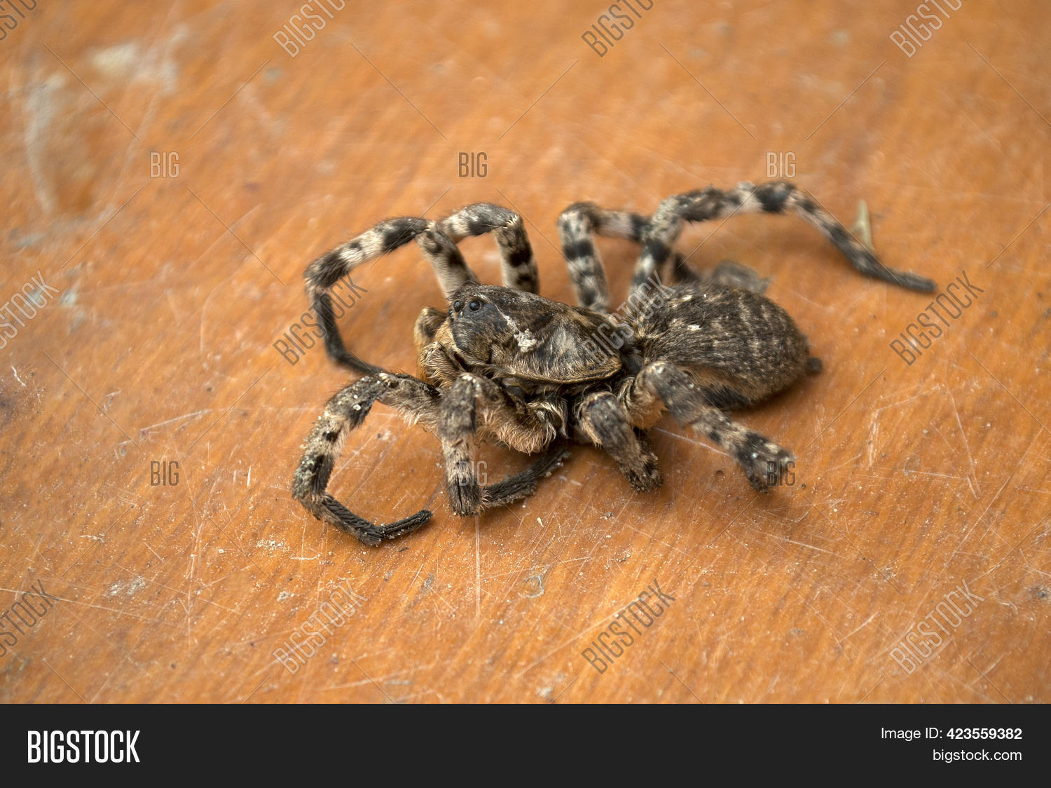 Corpse Tarantula Image & Photo (Free Trial) | Bigstock