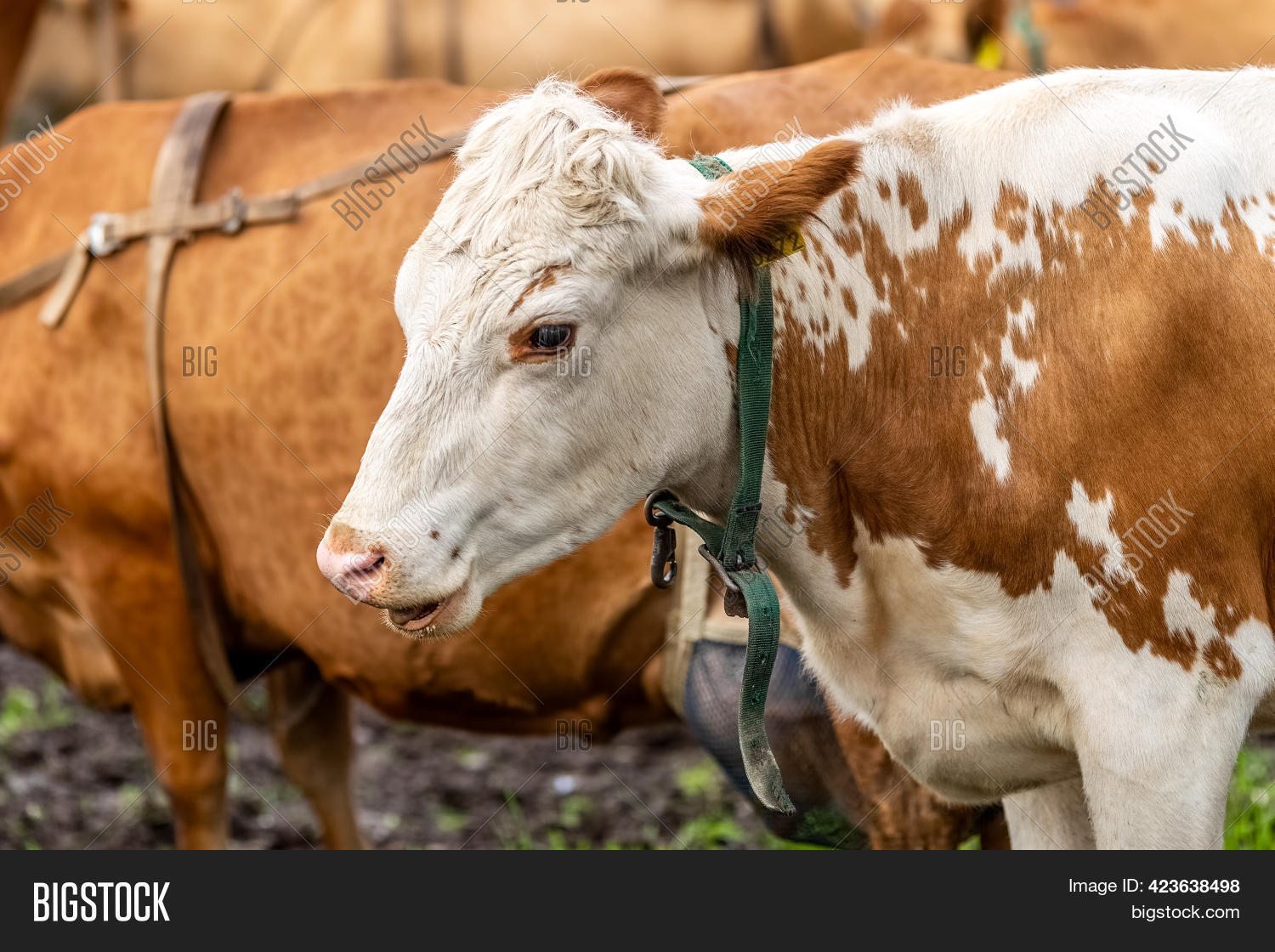 Cow Head. Drooling Image & Photo (Free Trial) | Bigstock