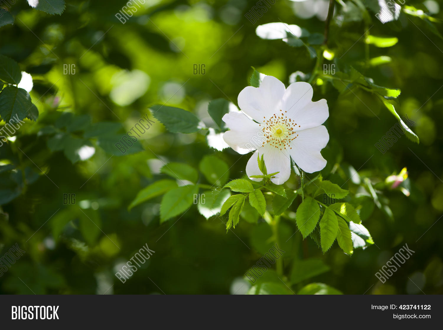 Beautiful Rosehip Image & Photo (Free Trial) | Bigstock
