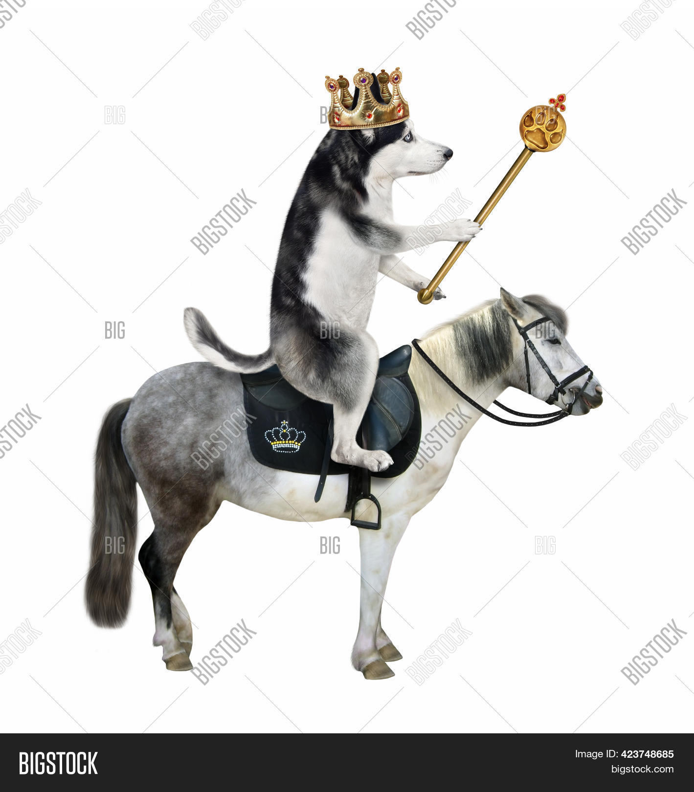 Dog Husky King Gold Image & Photo (Free Trial) | Bigstock