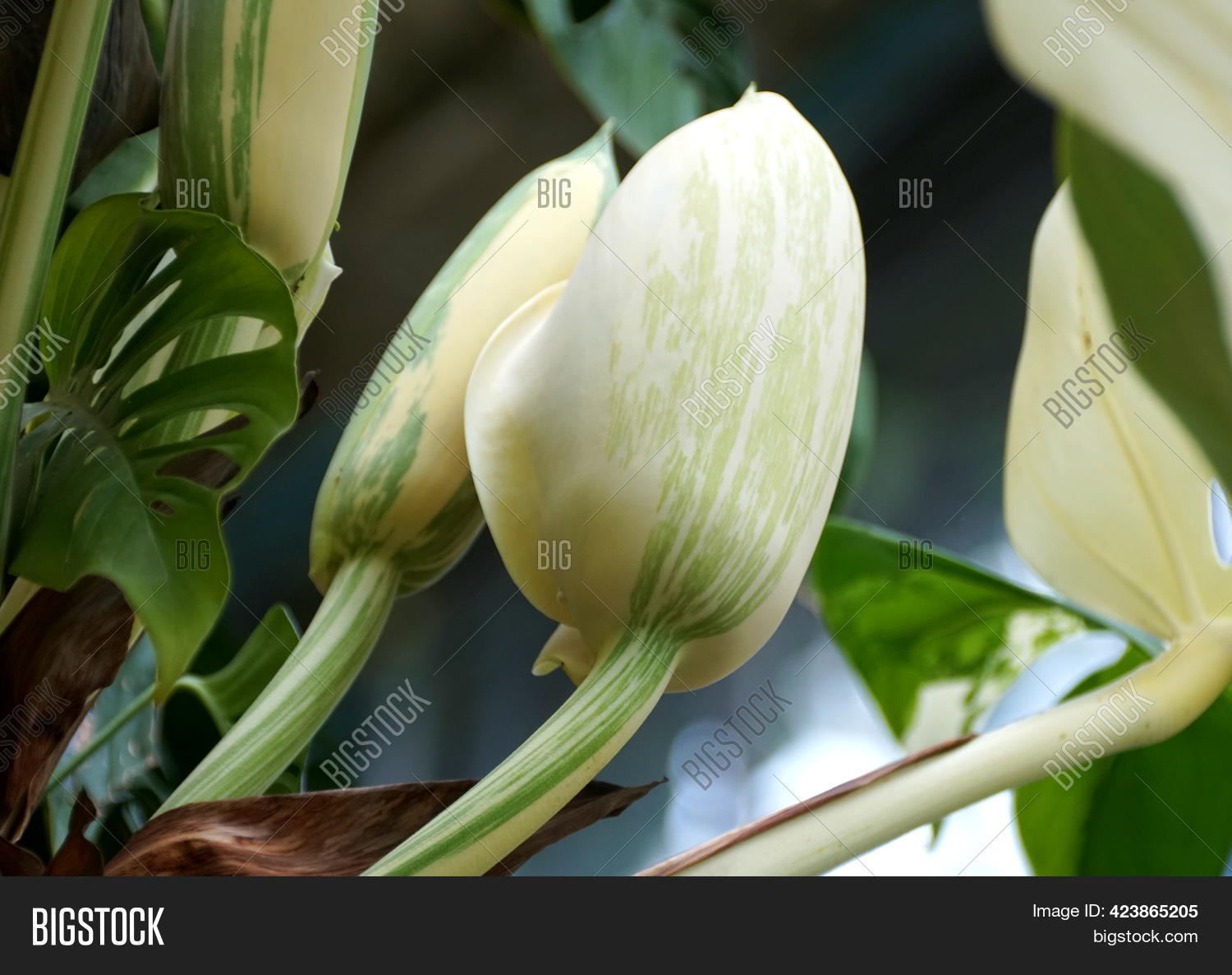 Large Flower Buds Image & Photo (Free Trial) | Bigstock
