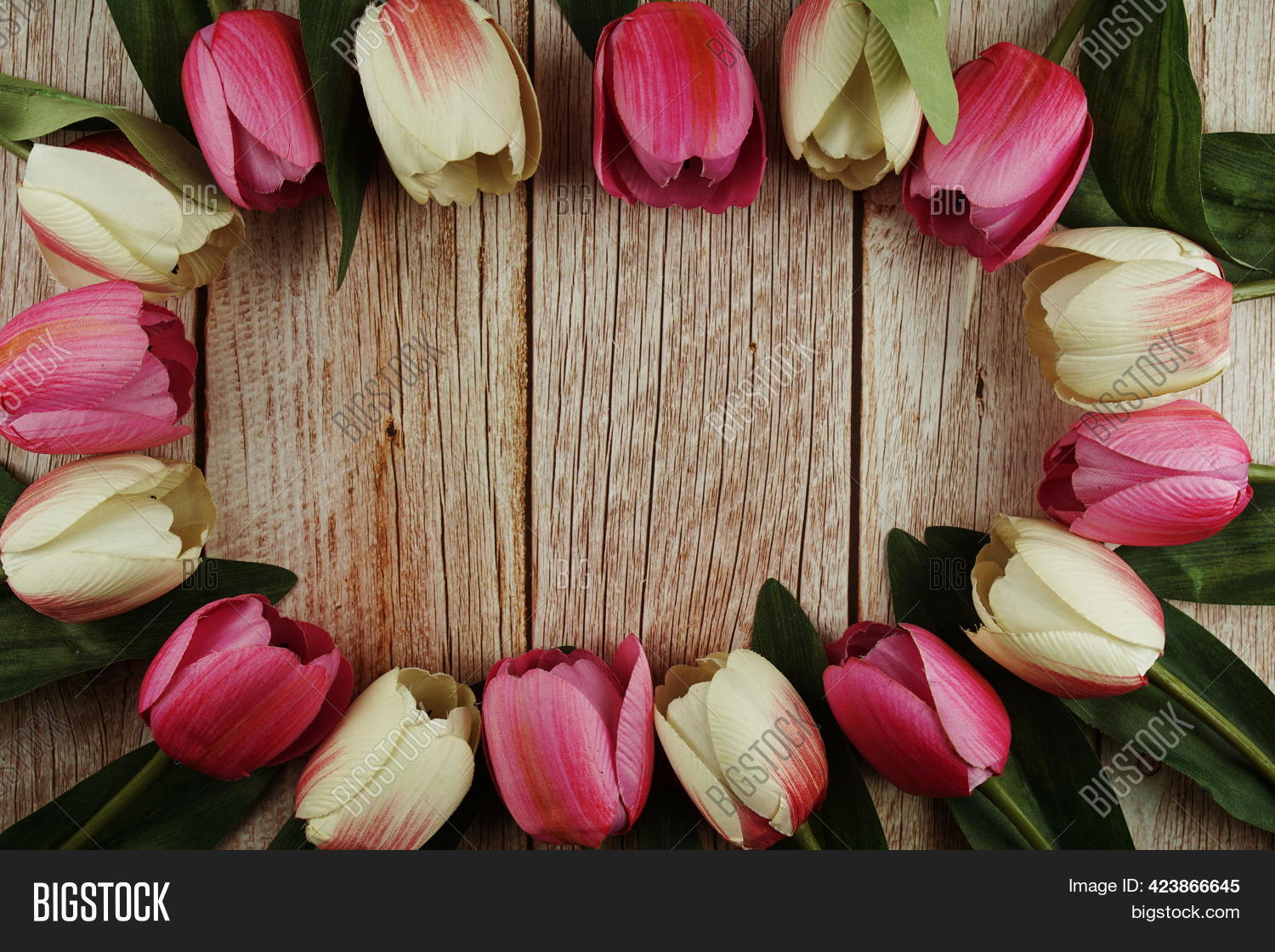 Tulip Flower Border Image & Photo (Free Trial) | Bigstock