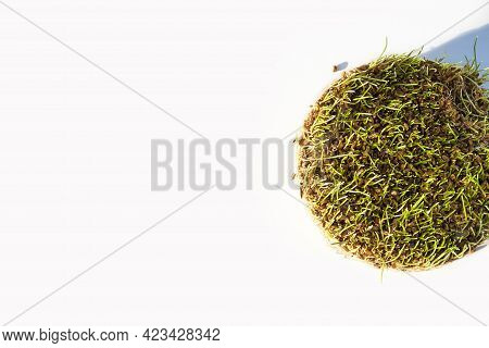Fresh Sprouted Wheat Image & Photo (Free Trial) | Bigstock