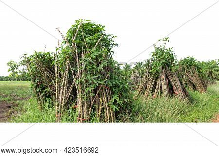 Tapioca Fields. Grow Image & Photo (Free Trial) | Bigstock