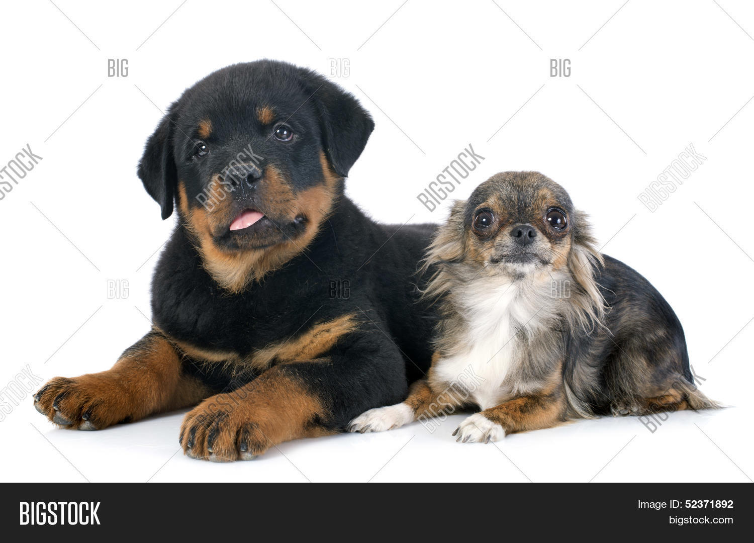 Puppy Rottweiler Chihuahua Image & Photo | Bigstock