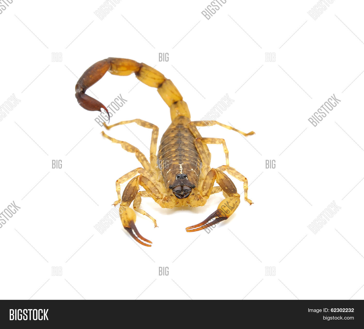 Scorpion Isolated On Image & Photo (Free Trial) | Bigstock