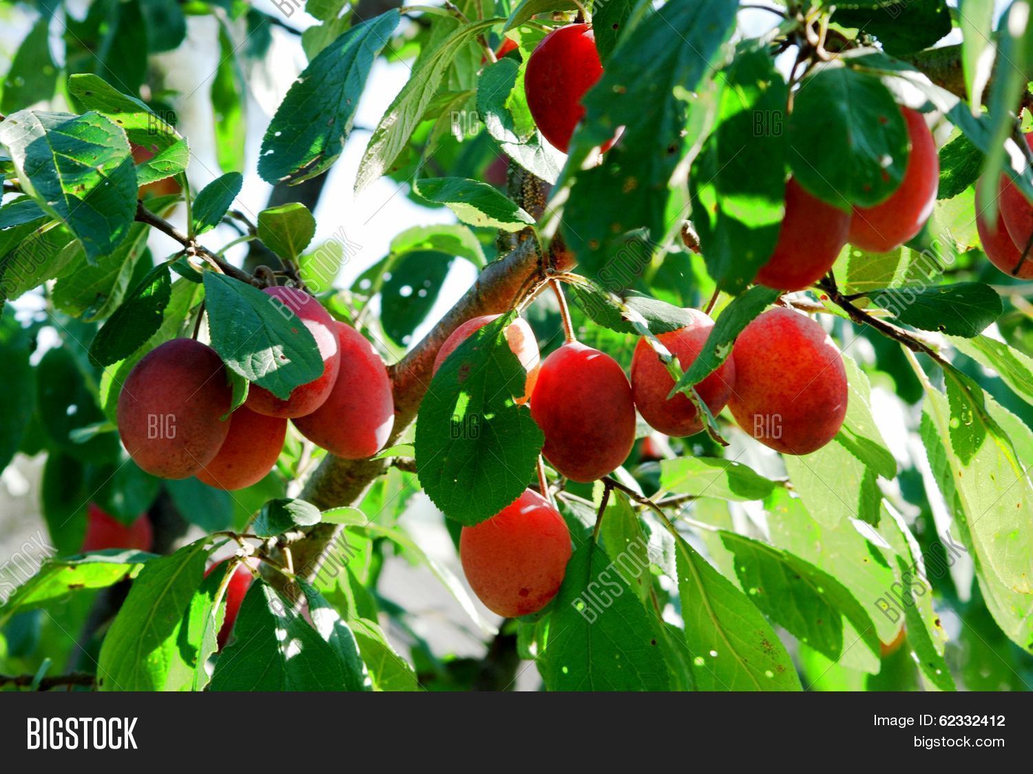 Plum Sun Summer Image & Photo (Free Trial) | Bigstock