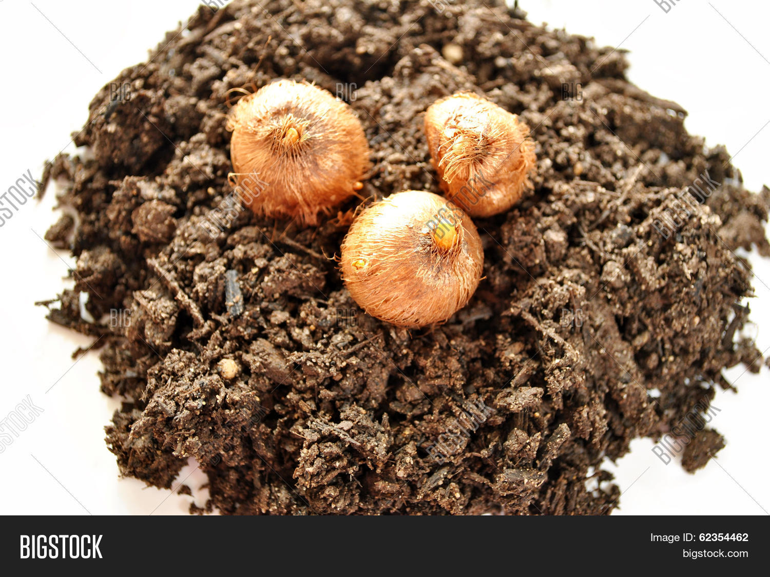 Pile Soil Three Flower Image & Photo (Free Trial) | Bigstock