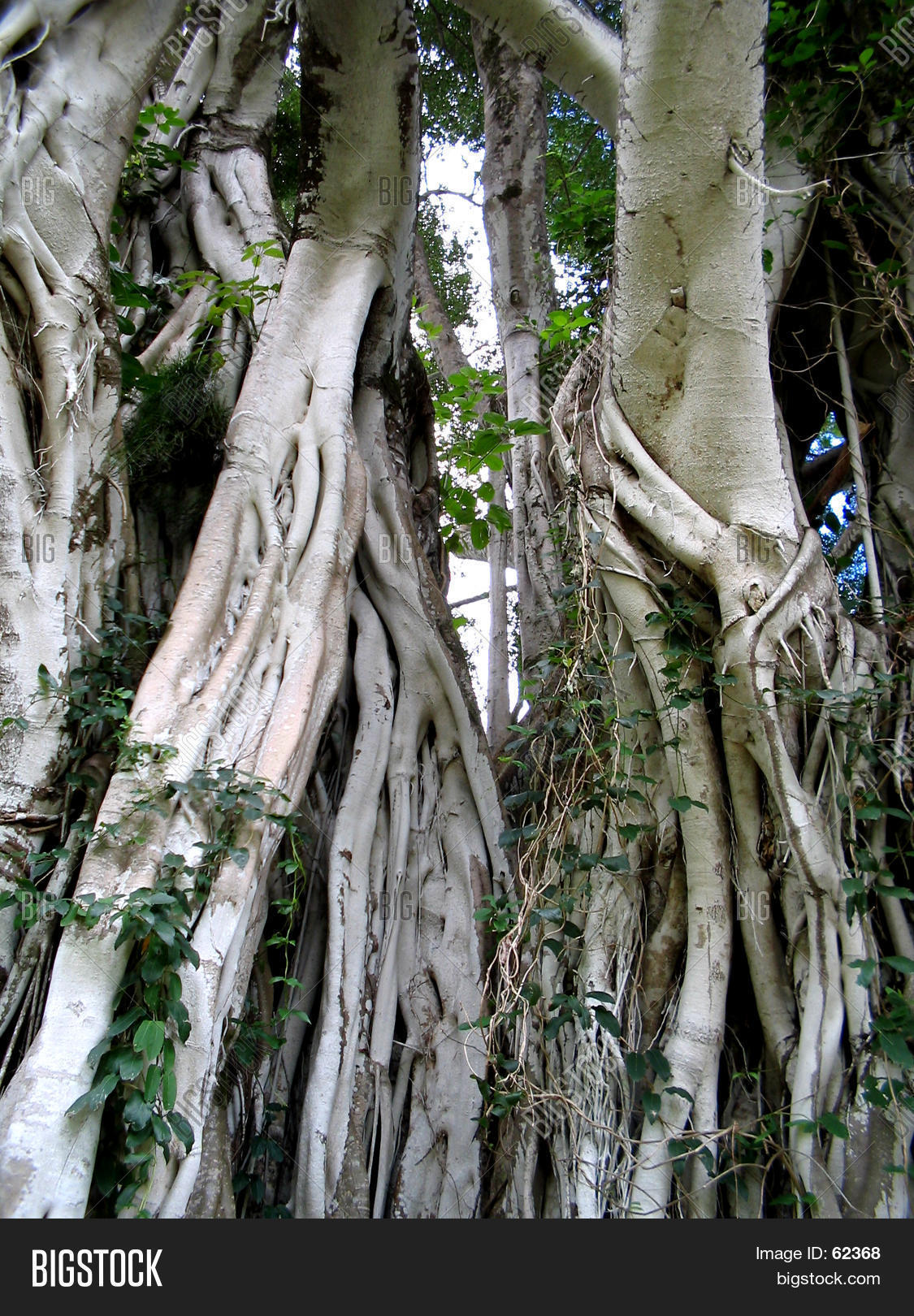 Banyan Tree Vines Image & Photo (Free Trial) | Bigstock