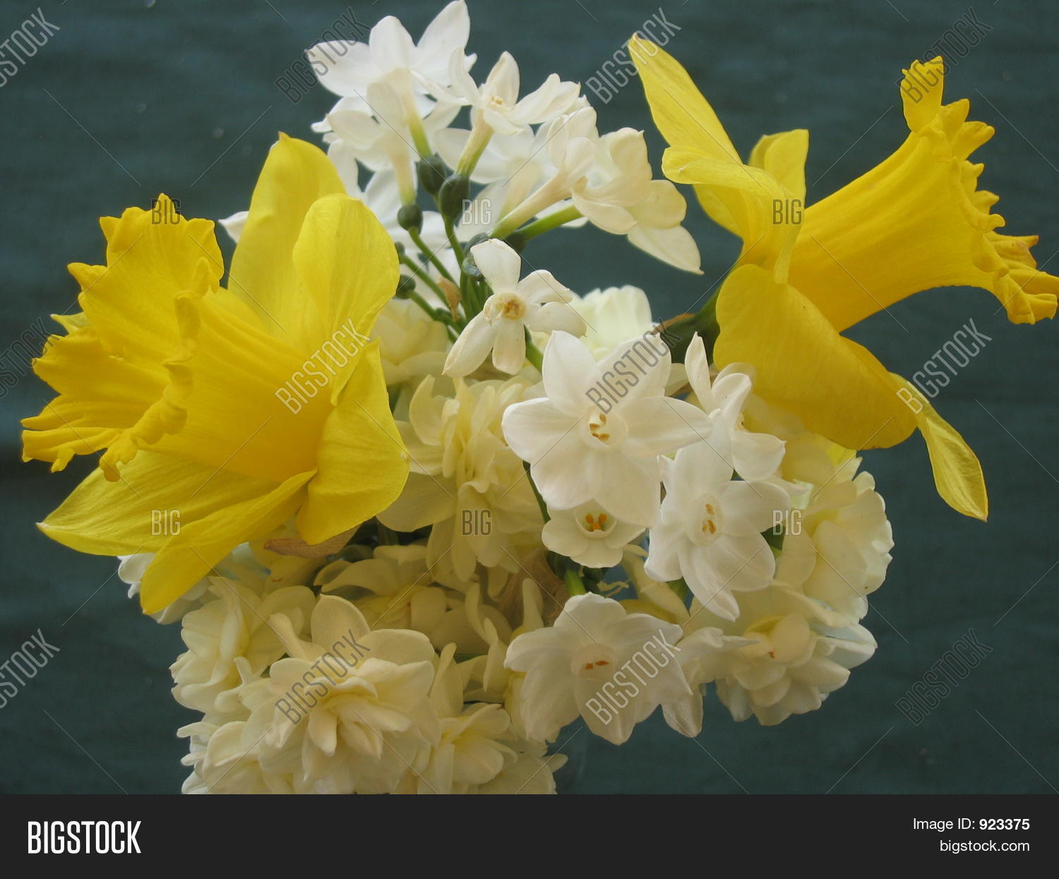 Daffodil Arrangement Image & Photo (Free Trial) | Bigstock