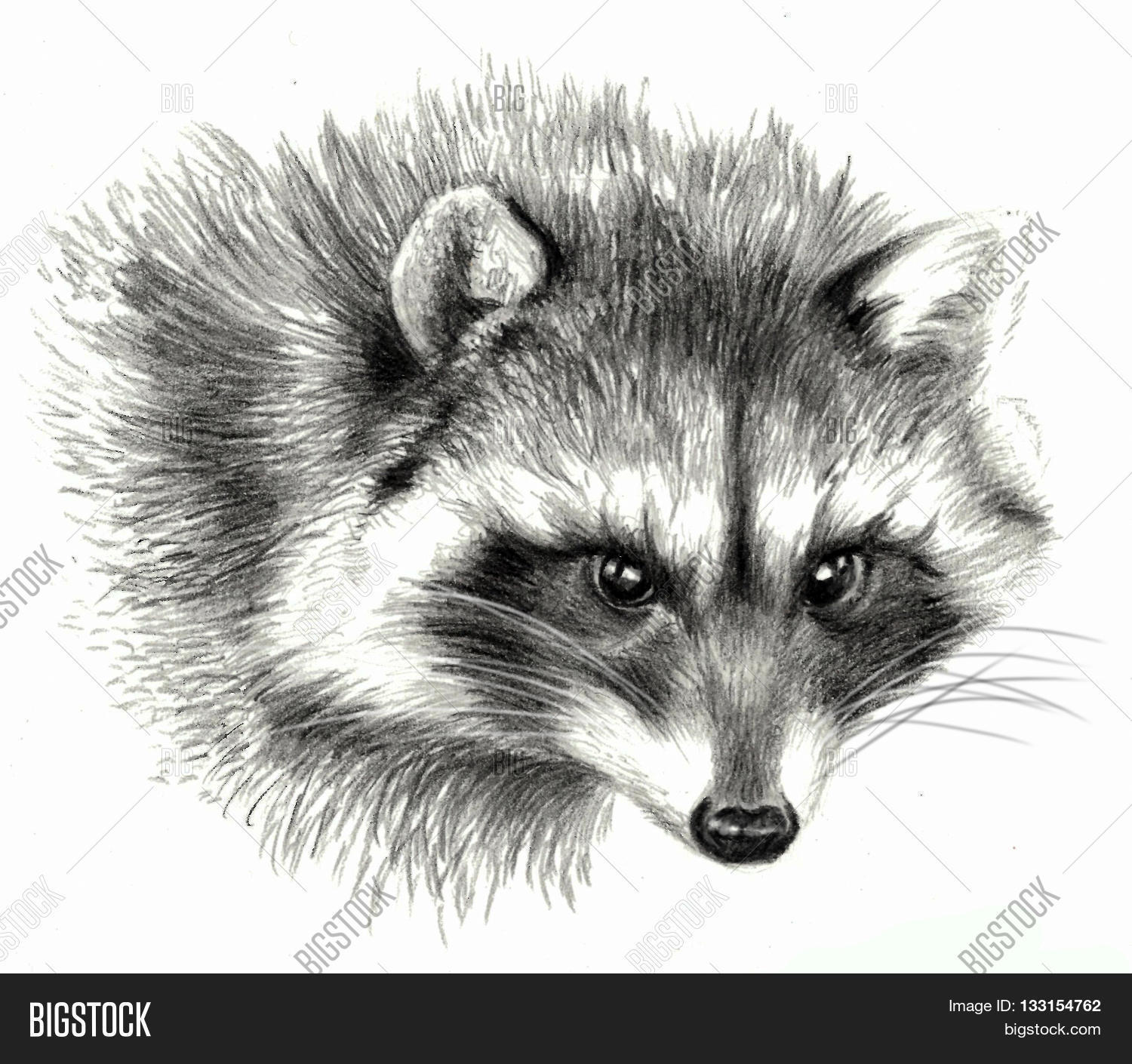 Sketch - Raccoon Image & Photo (Free Trial) | Bigstock