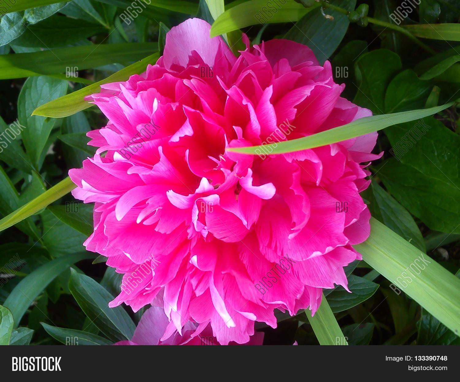 Bright Pink Peony Image & Photo (Free Trial) | Bigstock