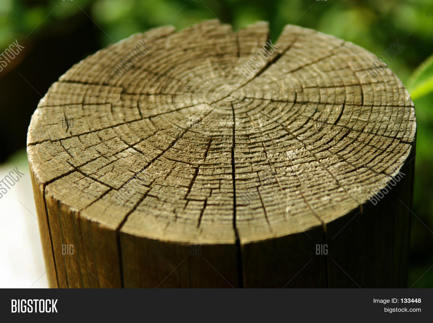 Tree Trump Image & Photo (Free Trial) | Bigstock