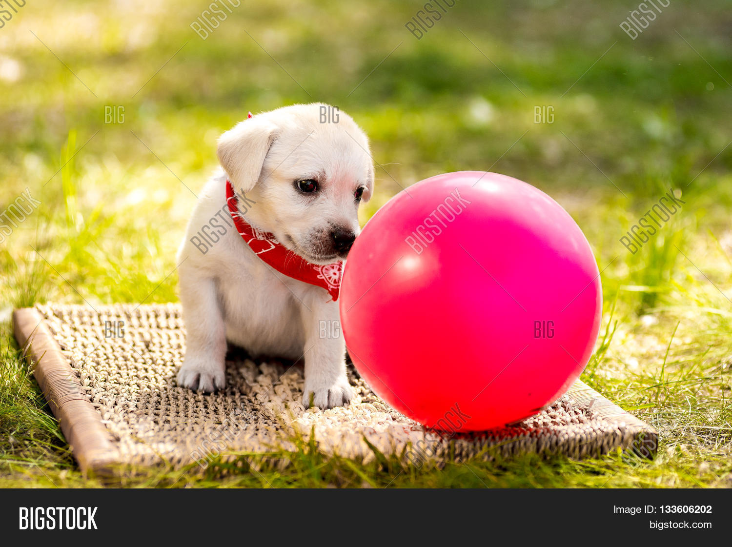 Labrador Puppy Ball. Image & Photo (Free Trial) | Bigstock