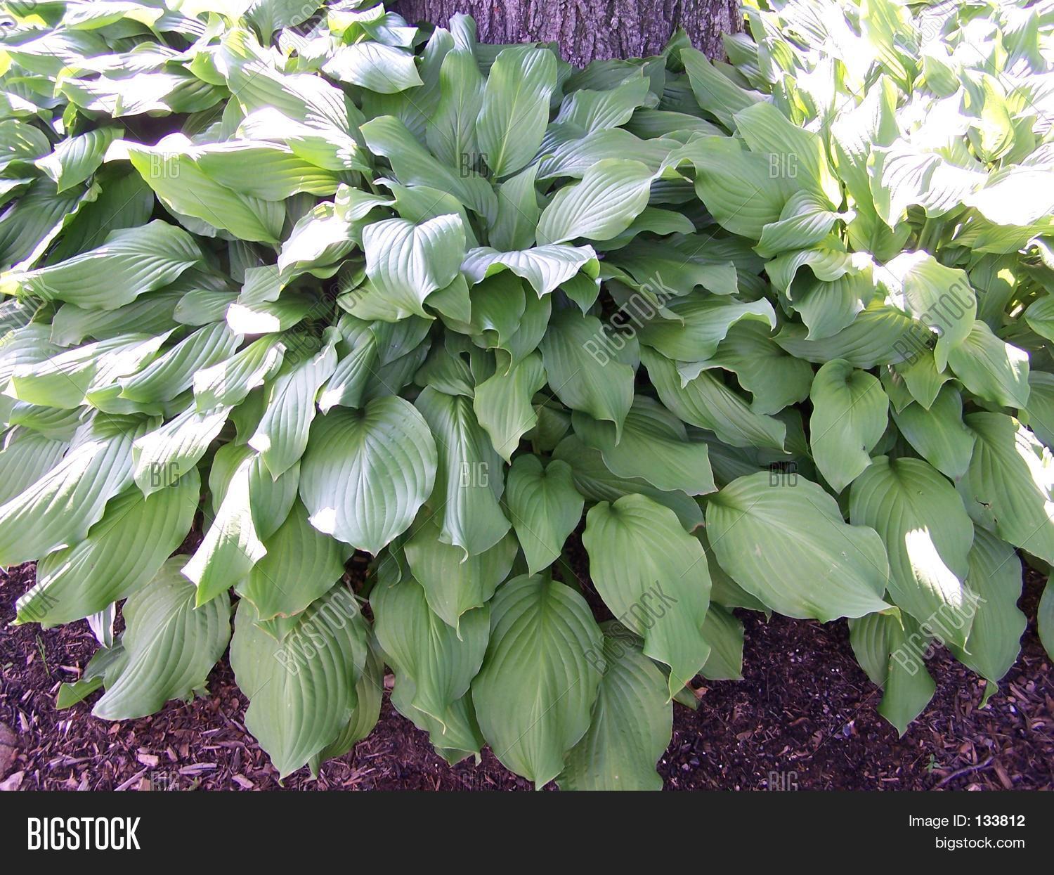 Hosta Around Tree Image & Photo (Free Trial) | Bigstock
