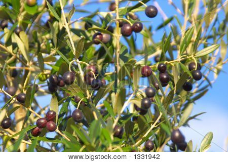 Red Olives Sun Image & Photo (Free Trial) | Bigstock