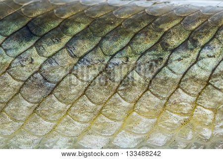 Macro Close Gar Fish Image & Photo (Free Trial) | Bigstock