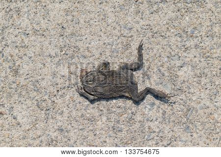 Dead Toad On Road Image & Photo (Free Trial) | Bigstock
