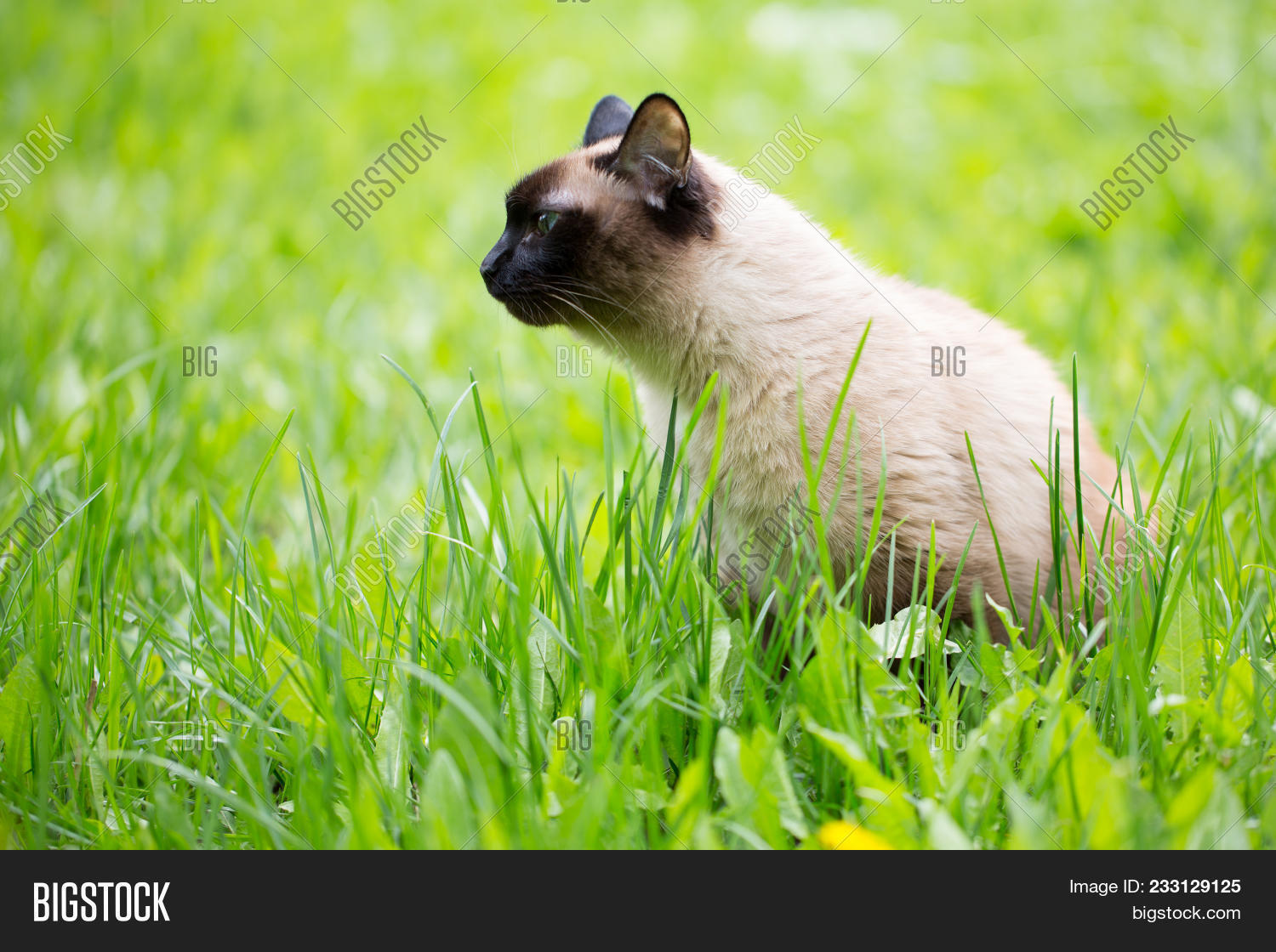 Siamese Cat Walk Grass Image & Photo (Free Trial) | Bigstock
