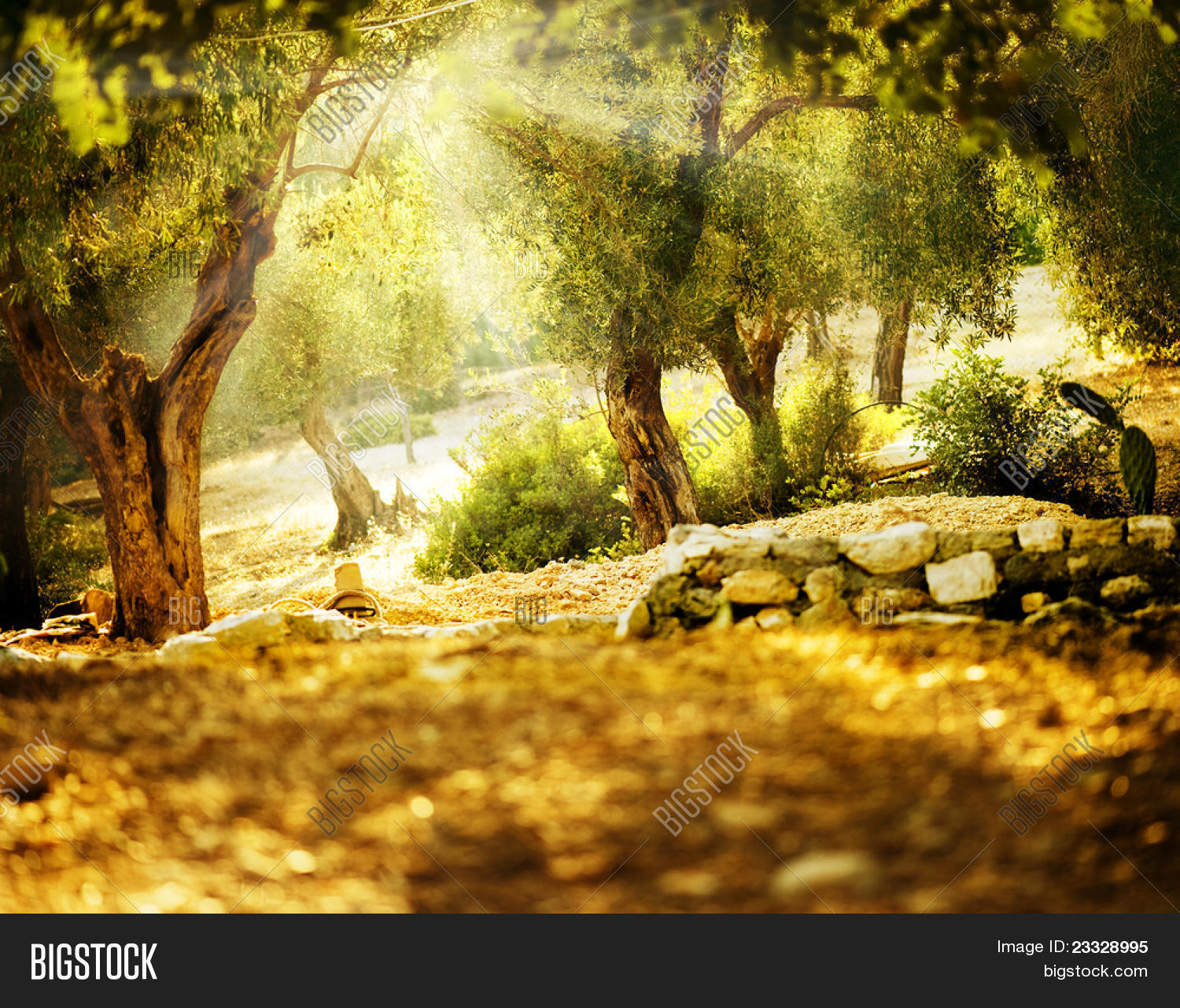 Olive Trees Image & Photo (Free Trial) | Bigstock