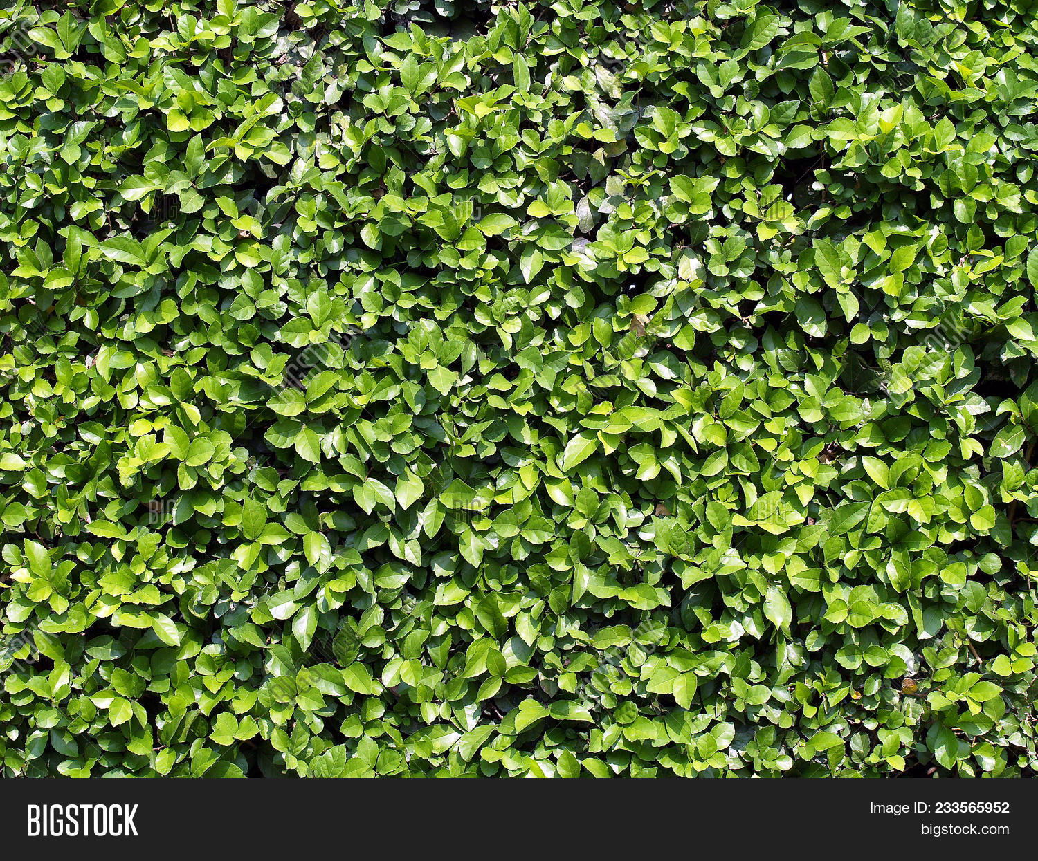 Green Leaf Shrubbery Image & Photo (Free Trial) | Bigstock