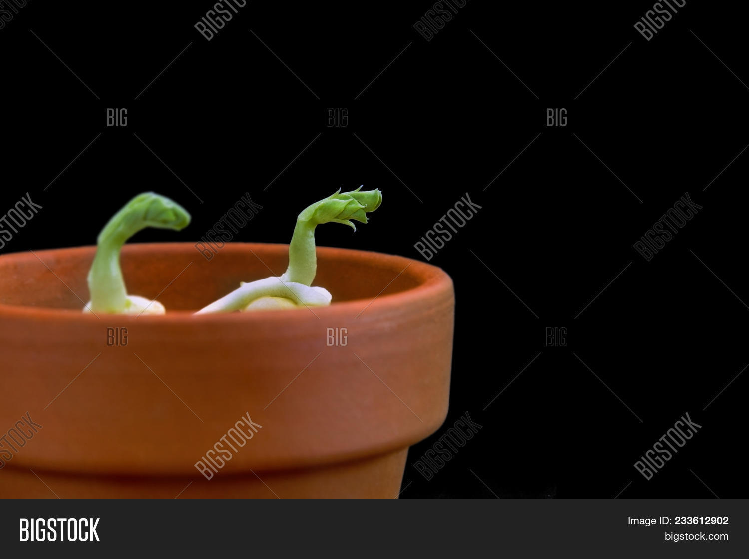 Pea Seed Germination. Image & Photo (Free Trial) | Bigstock