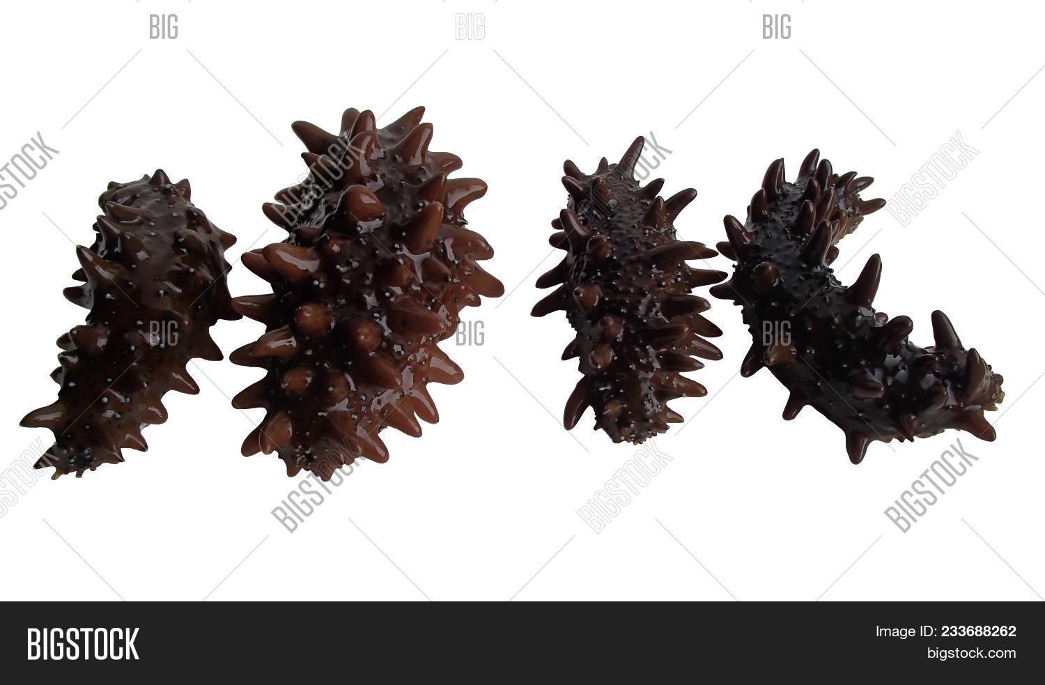 Sea Cucumber Trepang Image & Photo (Free Trial) | Bigstock
