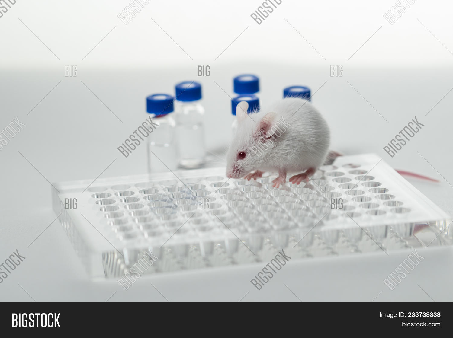 White Laboratory Mouse Image & Photo (Free Trial) | Bigstock