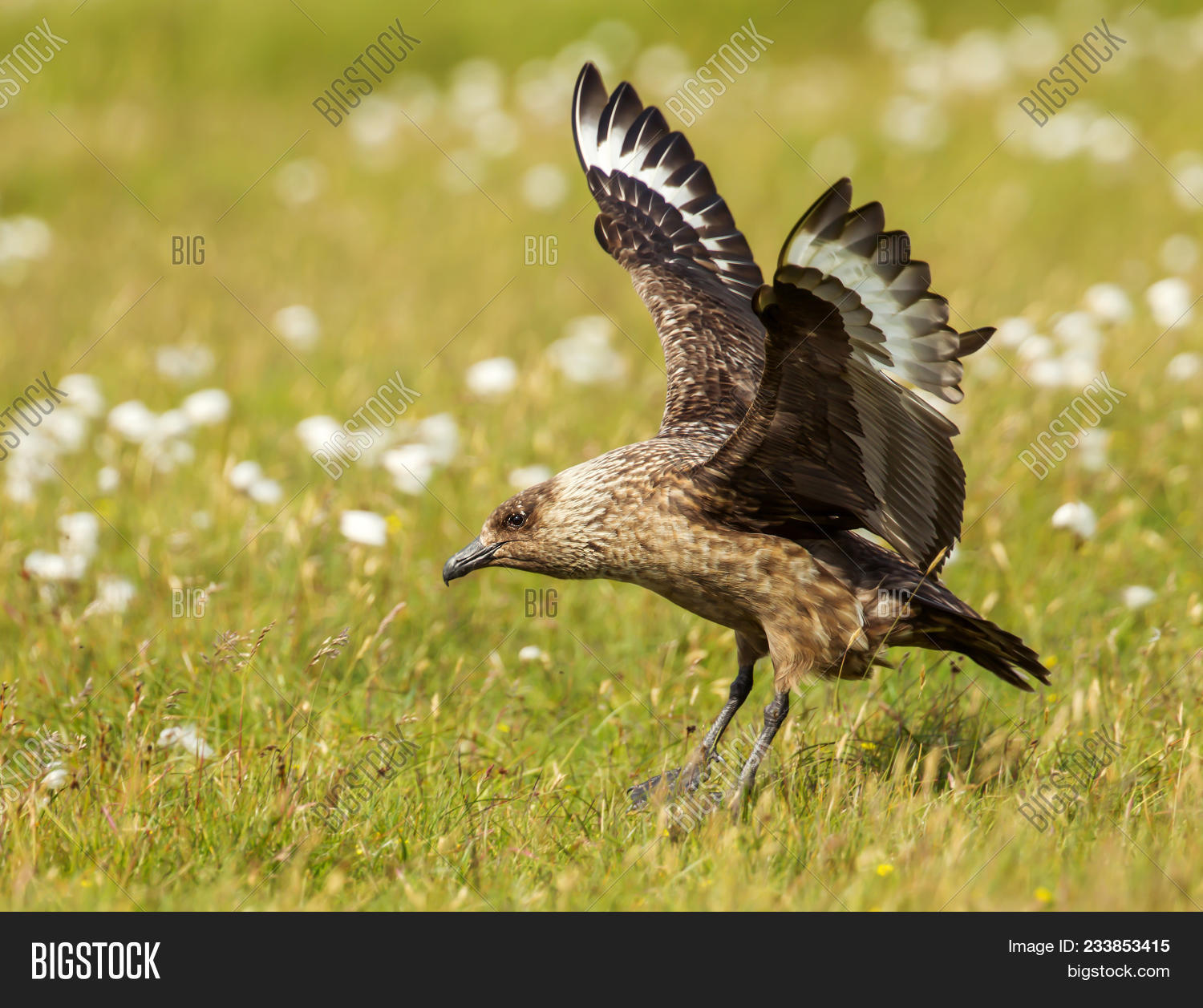 Great Skua ( Image & Photo (Free Trial) | Bigstock