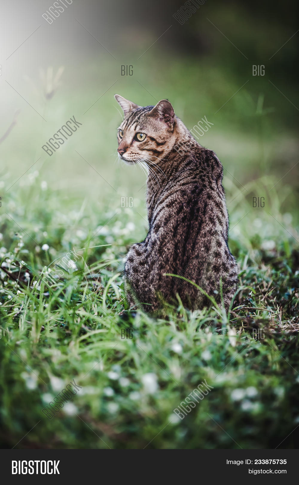Back View. Pretty Image & Photo (Free Trial) | Bigstock