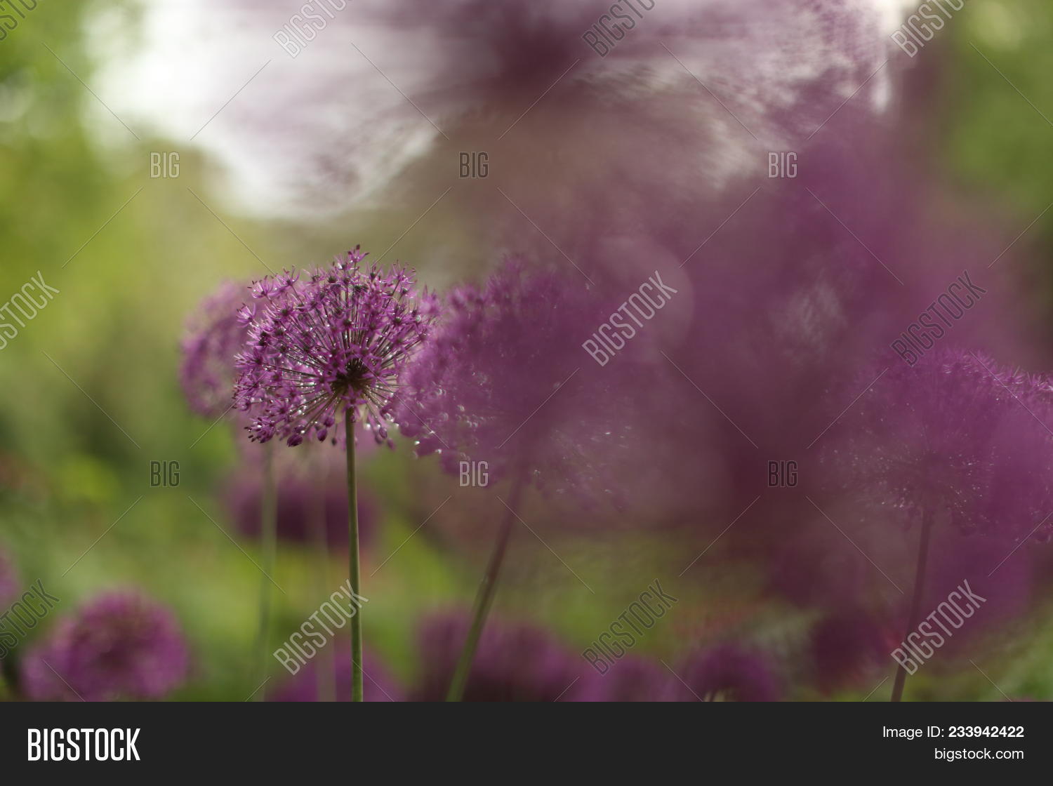 Blooming Violet Onion Image & Photo (Free Trial) | Bigstock