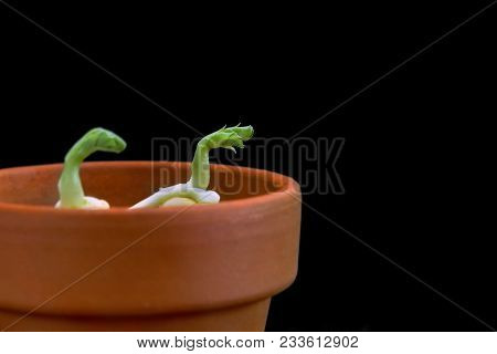 Pea Seed Germination. Image & Photo (Free Trial) | Bigstock