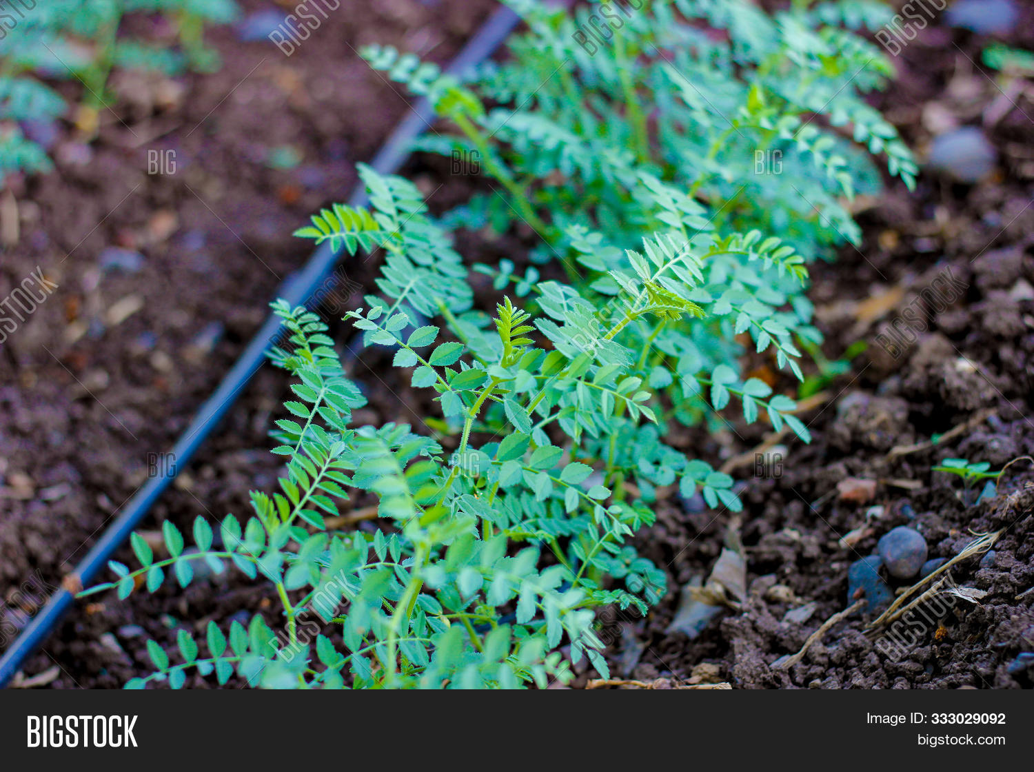 Fresh Green Chickpeas Image & Photo (Free Trial) | Bigstock