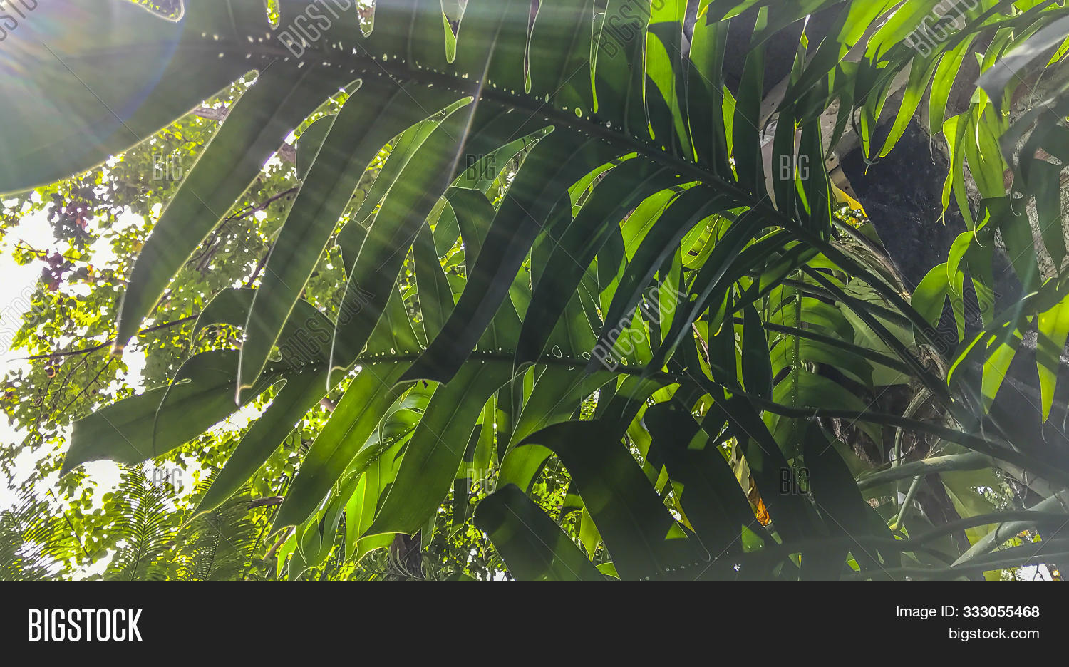 Green Anahaw Leaf. Image & Photo (Free Trial) | Bigstock